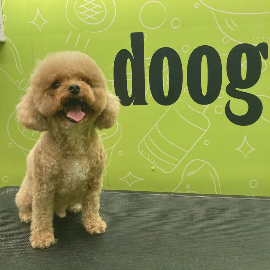 DOOG - Pampering Pets, One Groom at a Time – Doog