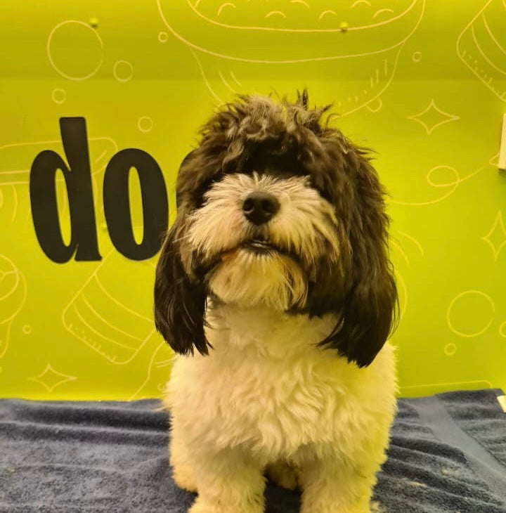 Dog Grooming in Dubai – Doog